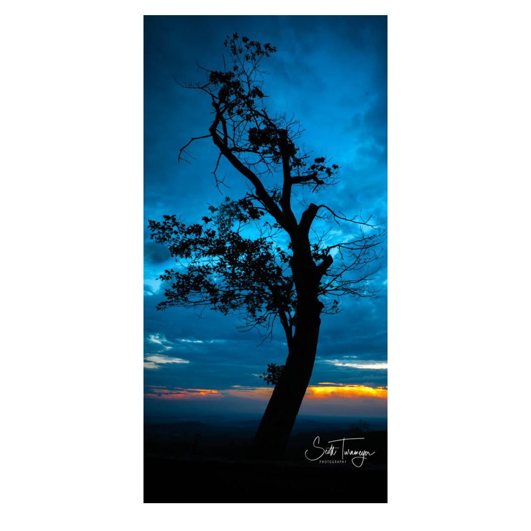 Blue Tree Fine Art Landscape Photography Print – Turnmeyers
